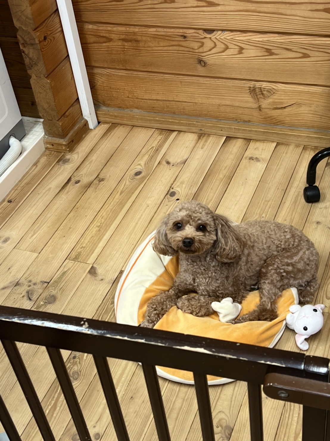 火水のSUNKS🐾 | dog's home sunks ドッグズホームサンクス